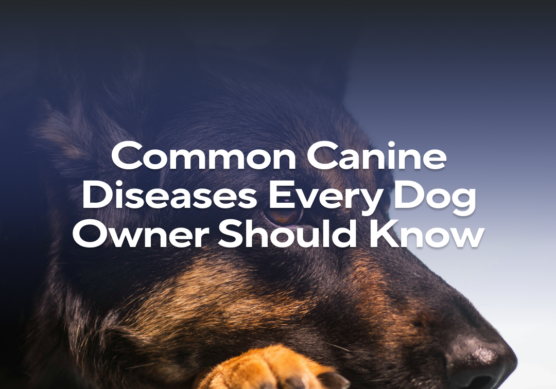 Common Canine Diseases Every Dog Owner Should Know – Impact Dog Crates