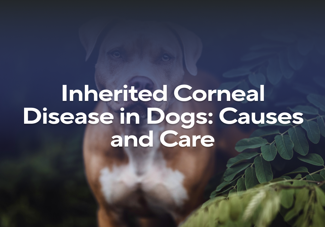 corneal dystrophy cocker spaniel