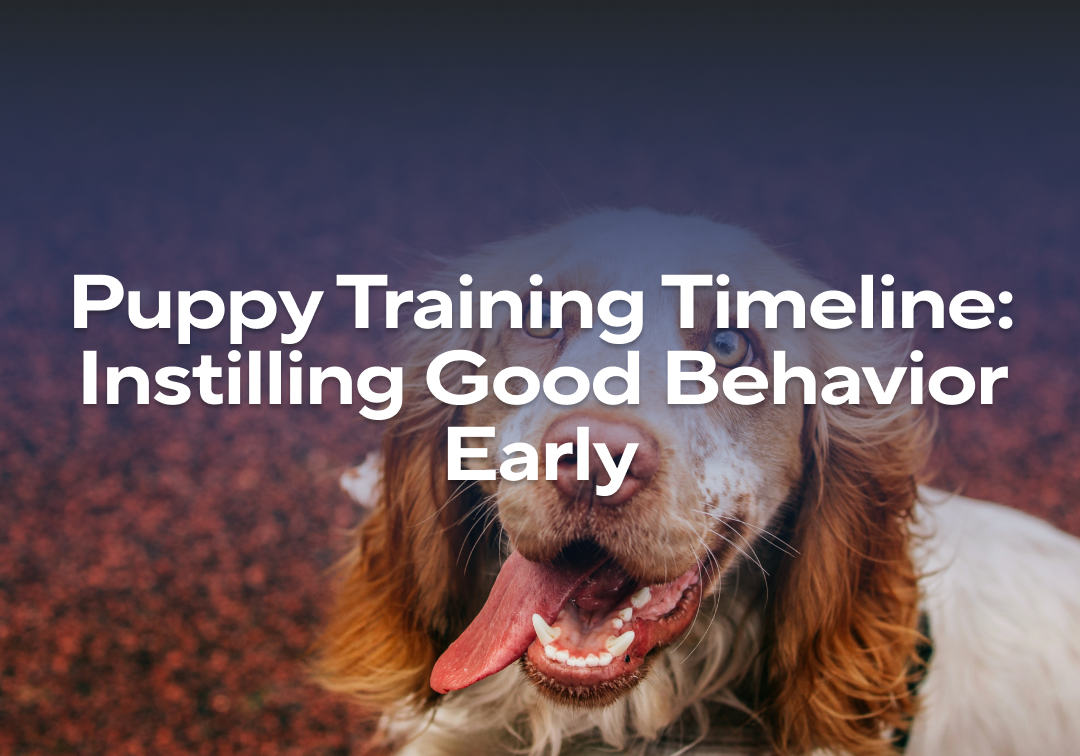 Puppy Training Timeline: Instilling Good Behavior Early – Impact Dog Crates