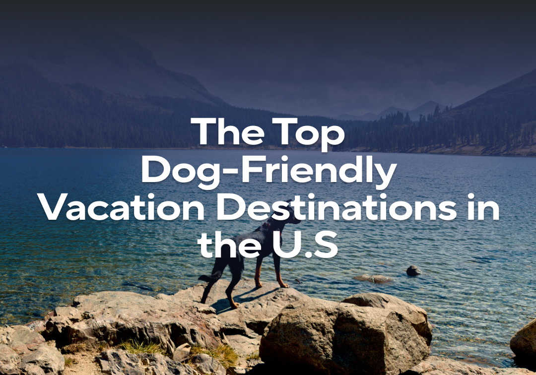 dog friendly destinations