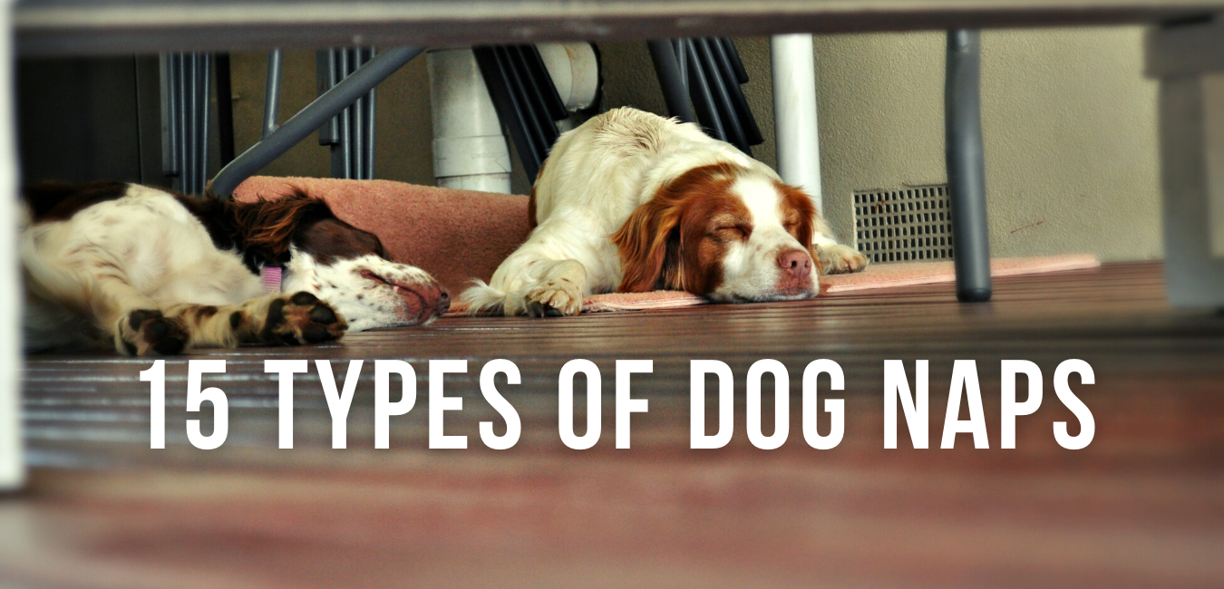 15 Types of Dog Naps – Impact Dog Crates