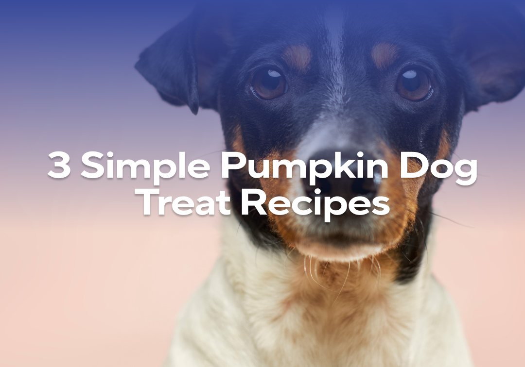 3 Simple Pumpkin Dog Treat Recipes – Impact Dog Crates
