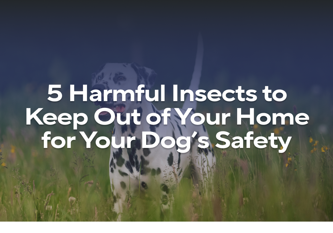 5 Harmful Insects to Keep Out of Your Home for Your Dog’s Safety ...
