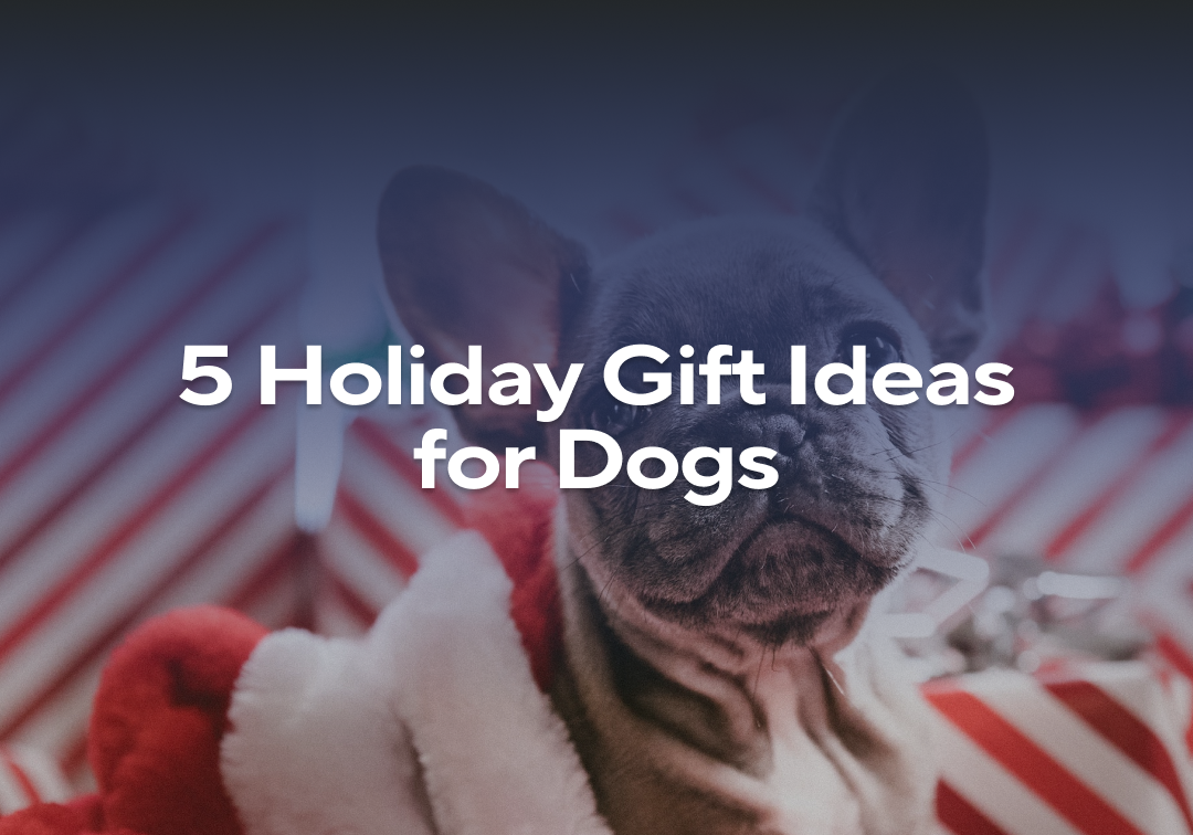 5 Holiday Gift Ideas for Dogs – Impact Dog Crates