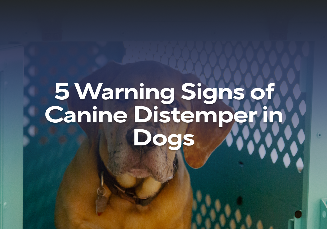 5 Warning Signs of Canine Distemper in Dogs – Impact Dog Crates
