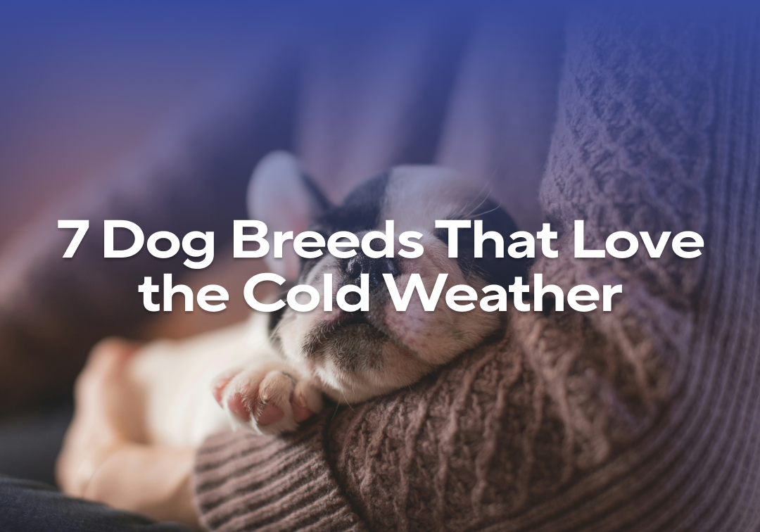 7 Dog Breeds That Love the Cold Weather – Impact Dog Crates