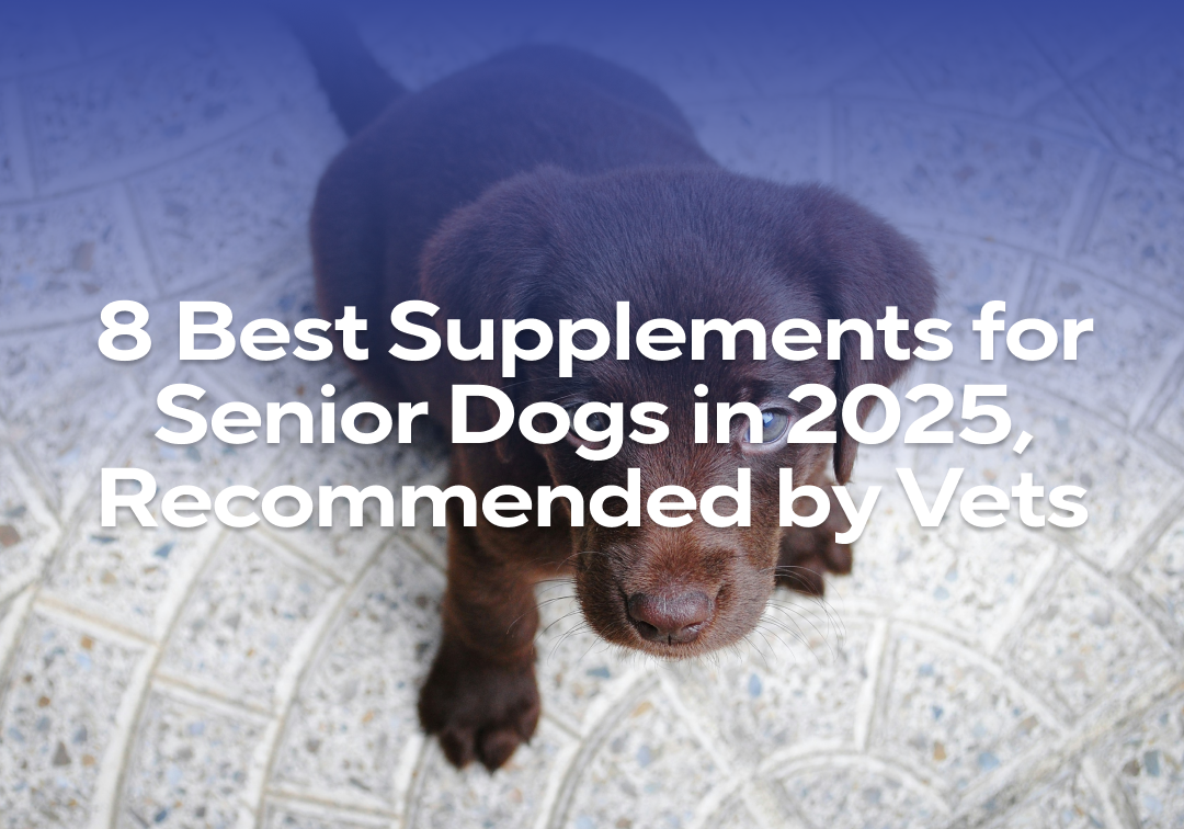 8 Best Supplements for Senior Dogs in 2025, Recommended by Vets ...