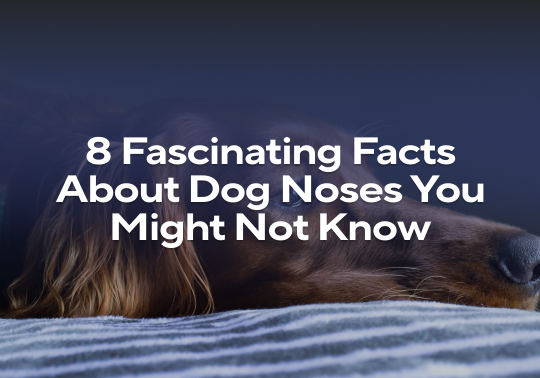 8 Fascinating Facts About Dog Noses You Might Not Know – Impact Dog Crates