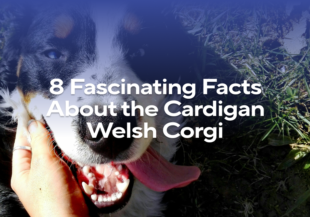 8 Fascinating Facts About the Cardigan Welsh Corgi – Impact Dog Crates