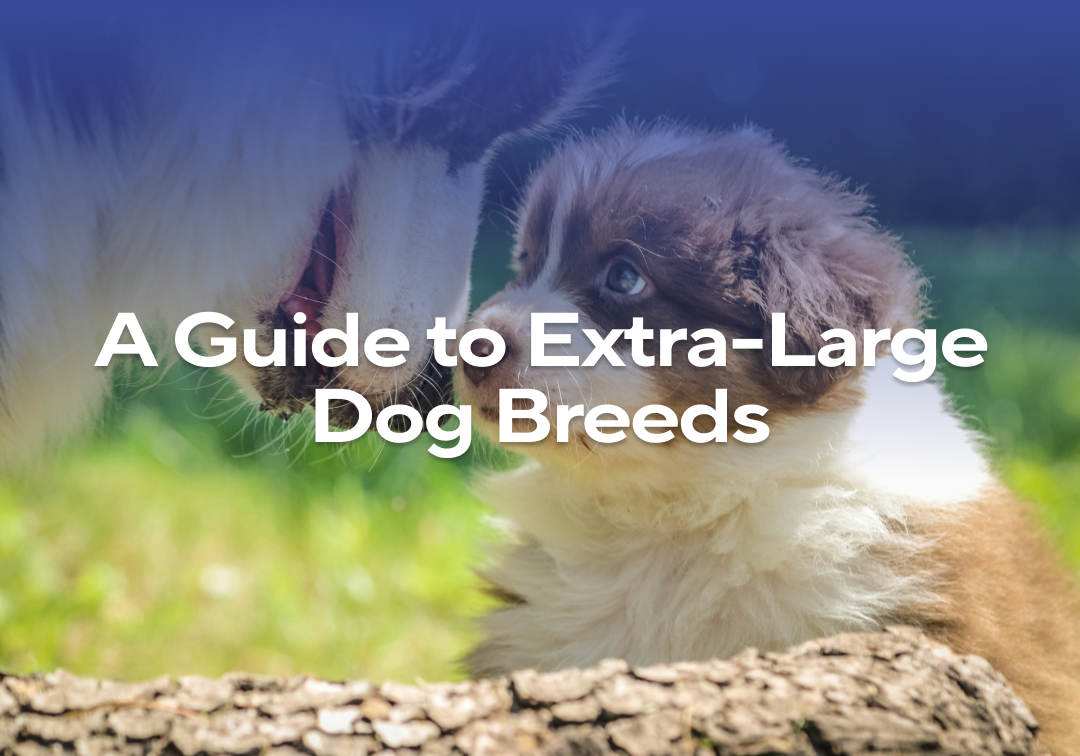 A Guide to Extra-Large Dog Breeds – Impact Dog Crates