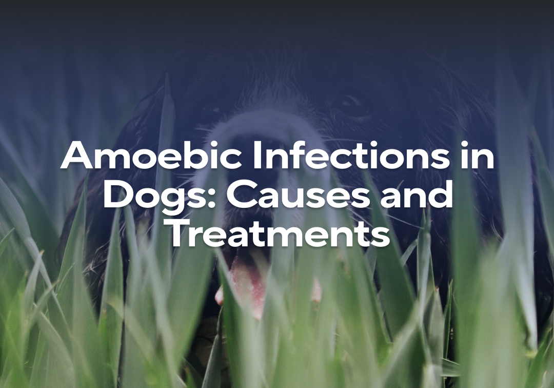 Amoebic Infections in Dogs: Causes and Treatments – Impact Dog Crates