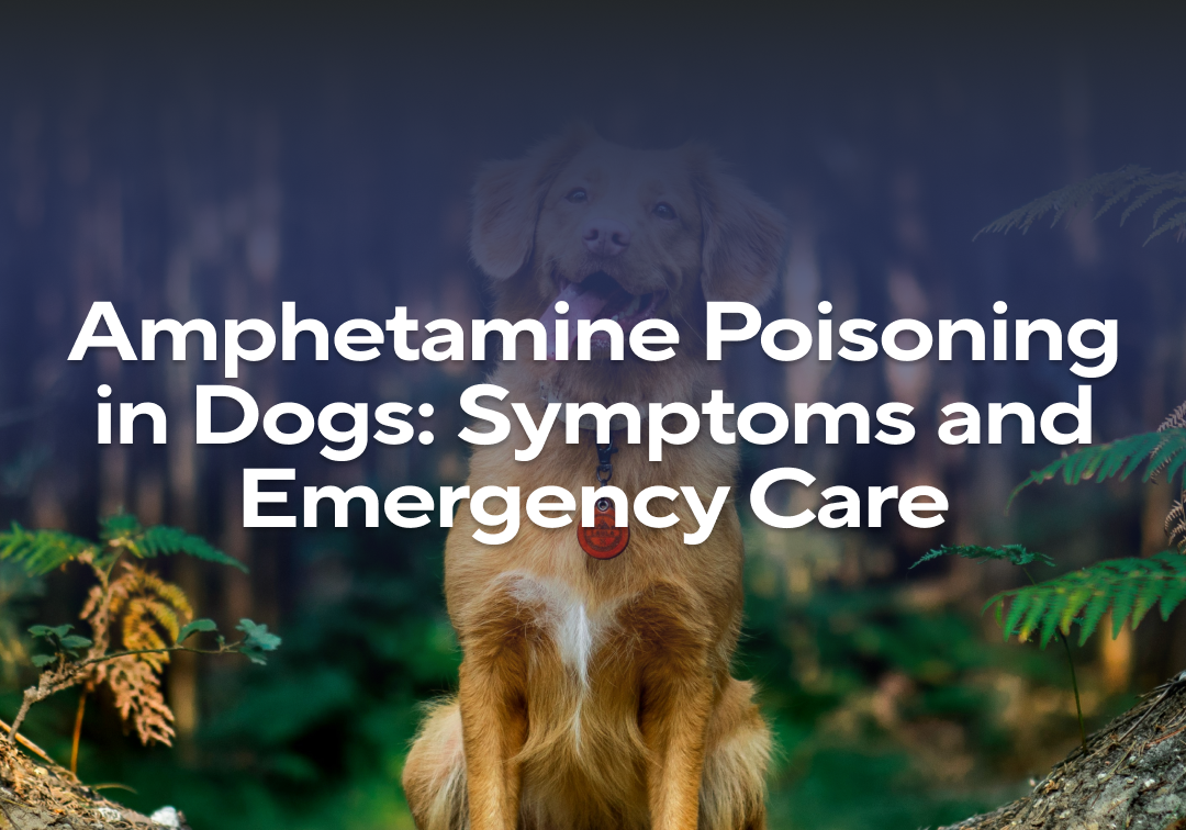 Amphetamine Poisoning in Dogs: Symptoms and Emergency Care – Impact Dog ...