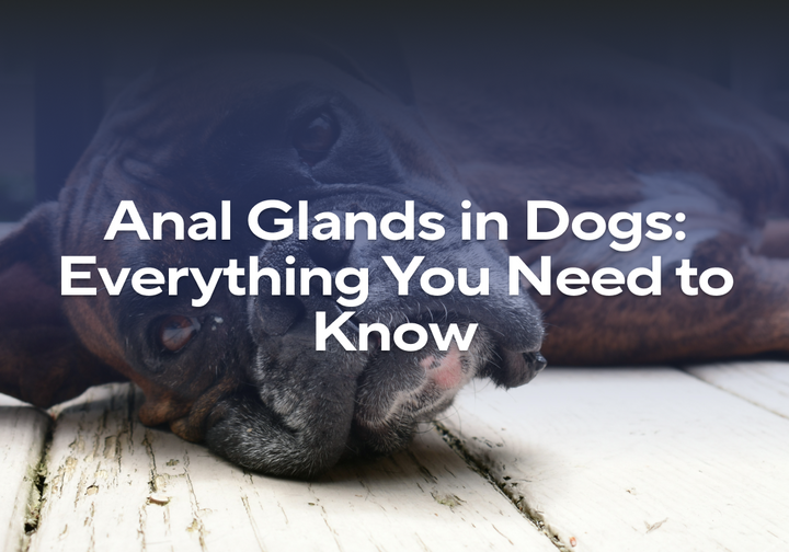 Anal Glands in Dogs: Everything You Need to Know – Impact Dog Crates
