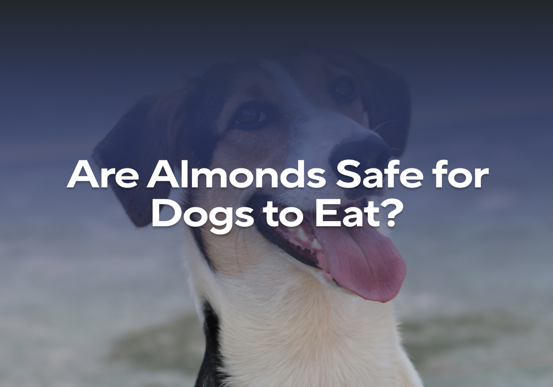 Are Almonds Safe for Dogs to Eat? – Impact Dog Crates