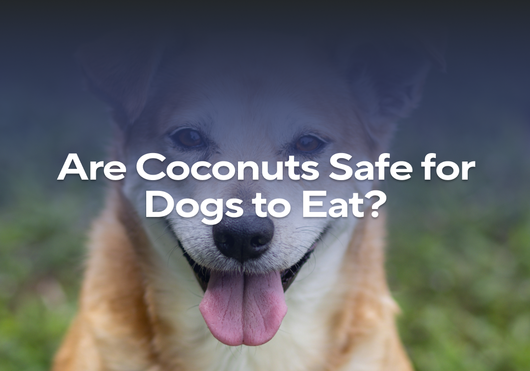 Are Coconuts Safe for Dogs to Eat? – Impact Dog Crates