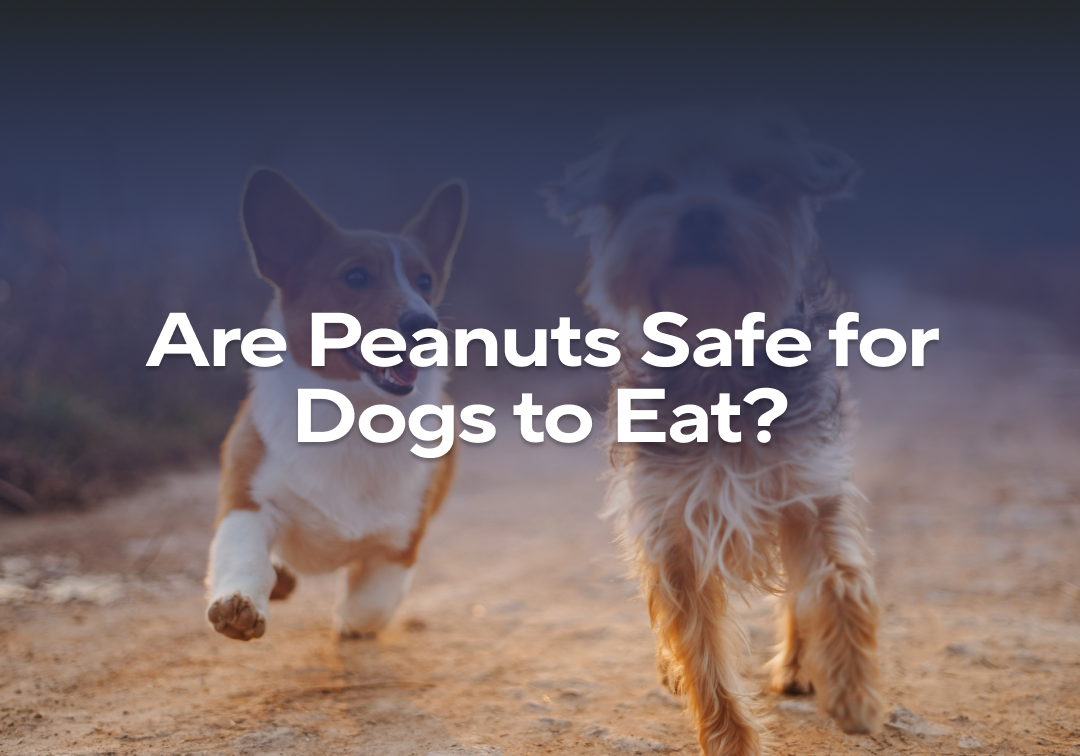 Are Peanuts Safe for Dogs to Eat? – Impact Dog Crates