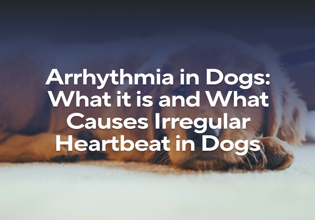 Arrhythmia in Dogs: What It Is and What Causes Irregular Heartbeat in ...