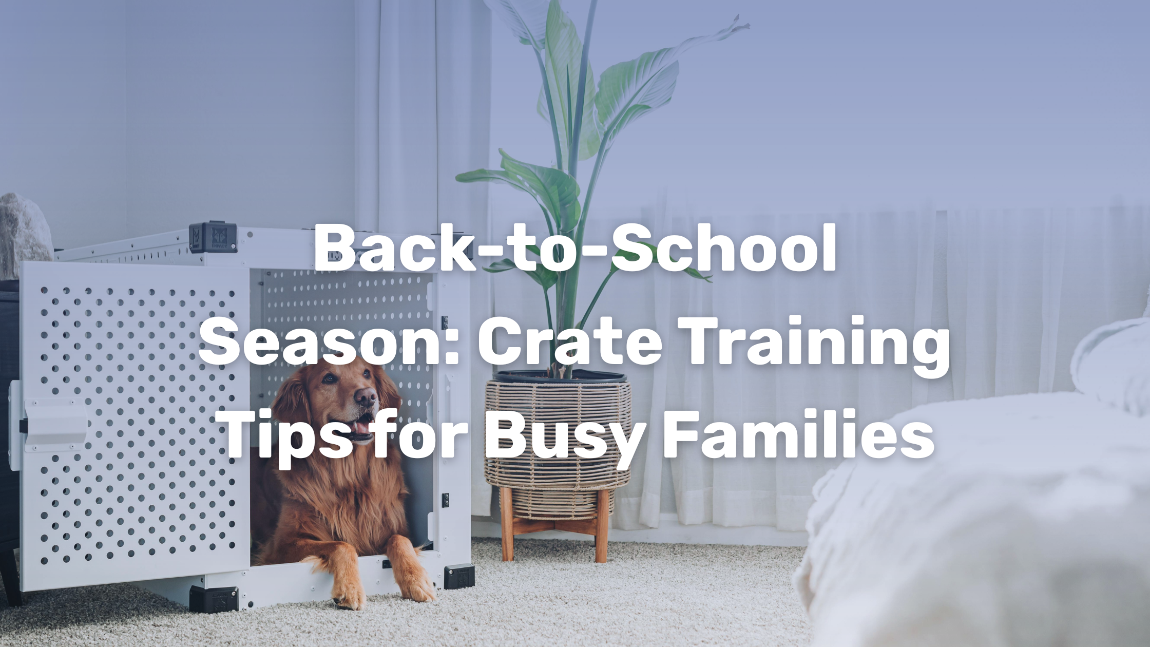 Back-to-School Season: Crate Training Tips for Busy Families – Impact ...