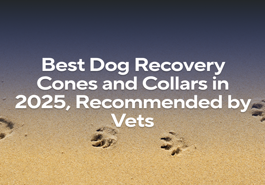 Best Dog Recovery Cones and Collars in 2025, Recommended by Vets ...