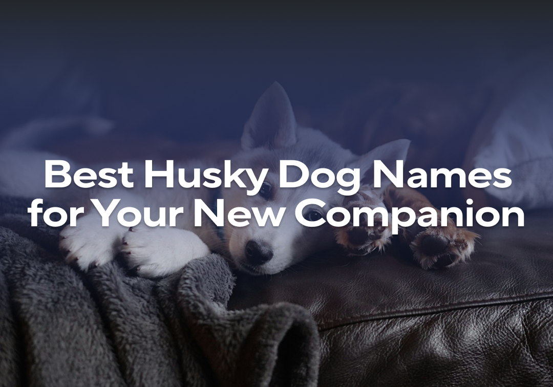 Best Husky Dog Names for Your New Companion – Impact Dog Crates
