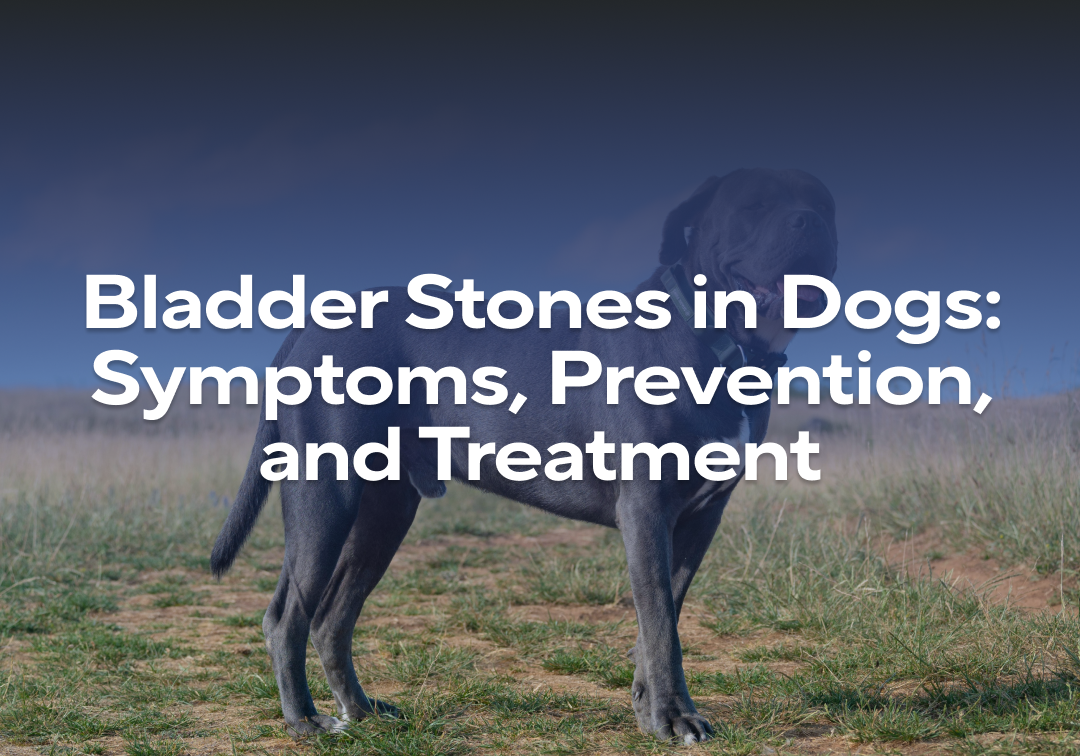 Bladder Stones in Dogs: Symptoms, Prevention, and Treatment – Impact ...