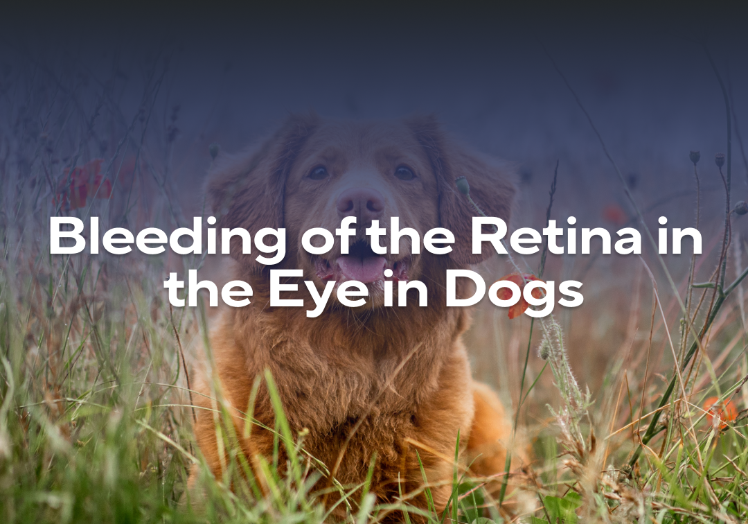 Bleeding of the Retina in the Eye in Dogs – Impact Dog Crates
