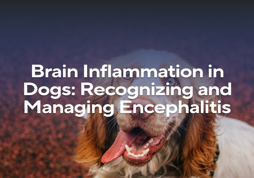 Brain Inflammation in Dogs: Recognizing and Managing Encephalitis ...