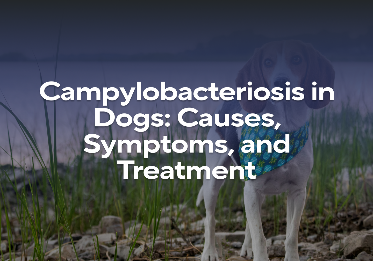 Campylobacteriosis in Dogs: Causes, Symptoms, and Treatment – Impact ...