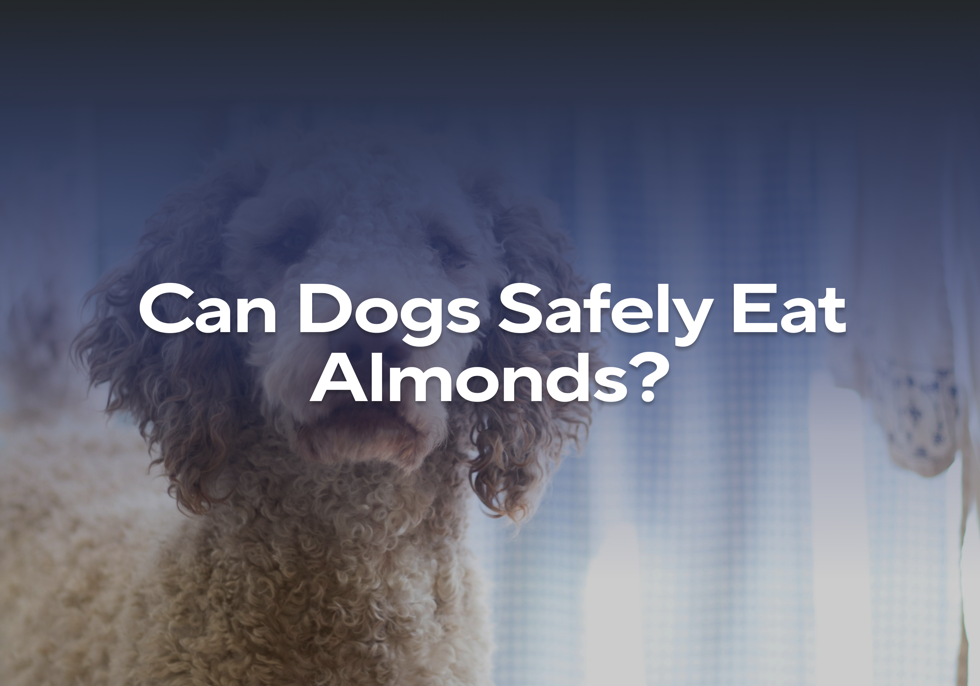 Can Dogs Safely Eat Almonds? – Impact Dog Crates