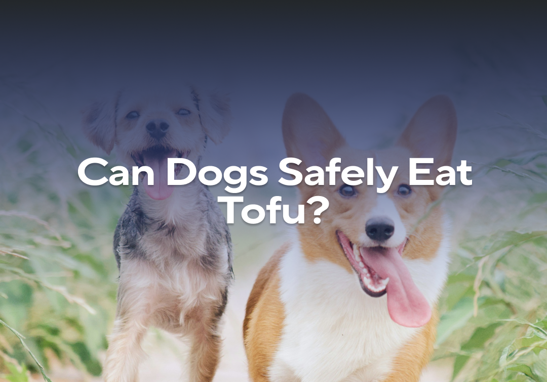 Can Dogs Safely Eat Tofu? – Impact Dog Crates