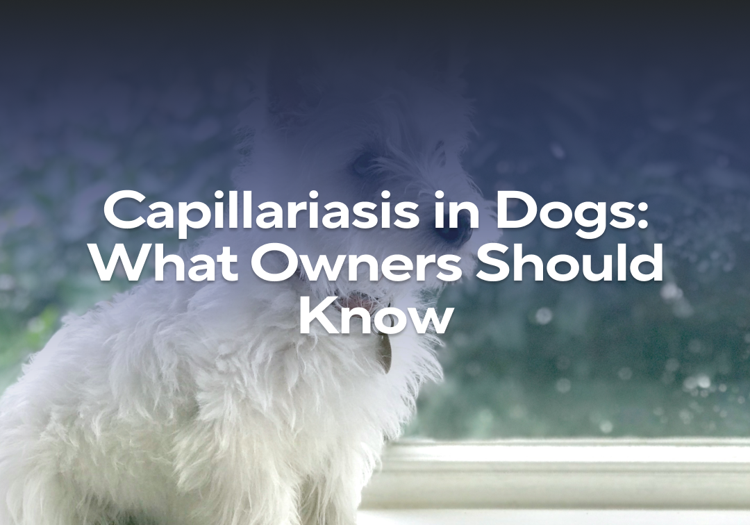 Capillariasis in Dogs: What Owners Should Know – Impact Dog Crates