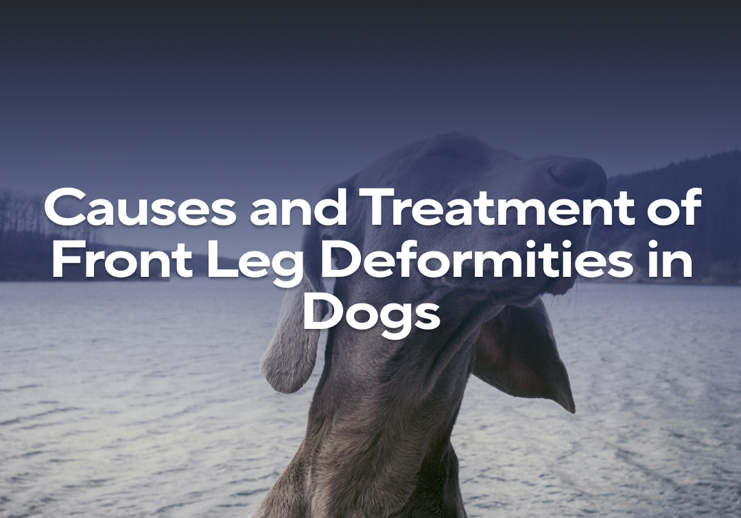 Causes and Treatment of Front Leg Deformities in Dogs – Impact Dog Crates