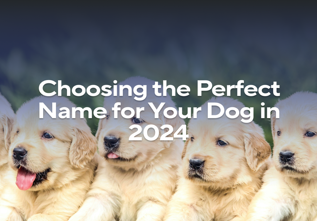Choosing the Perfect Name for Your Dog in 2024 – Impact Dog Crates