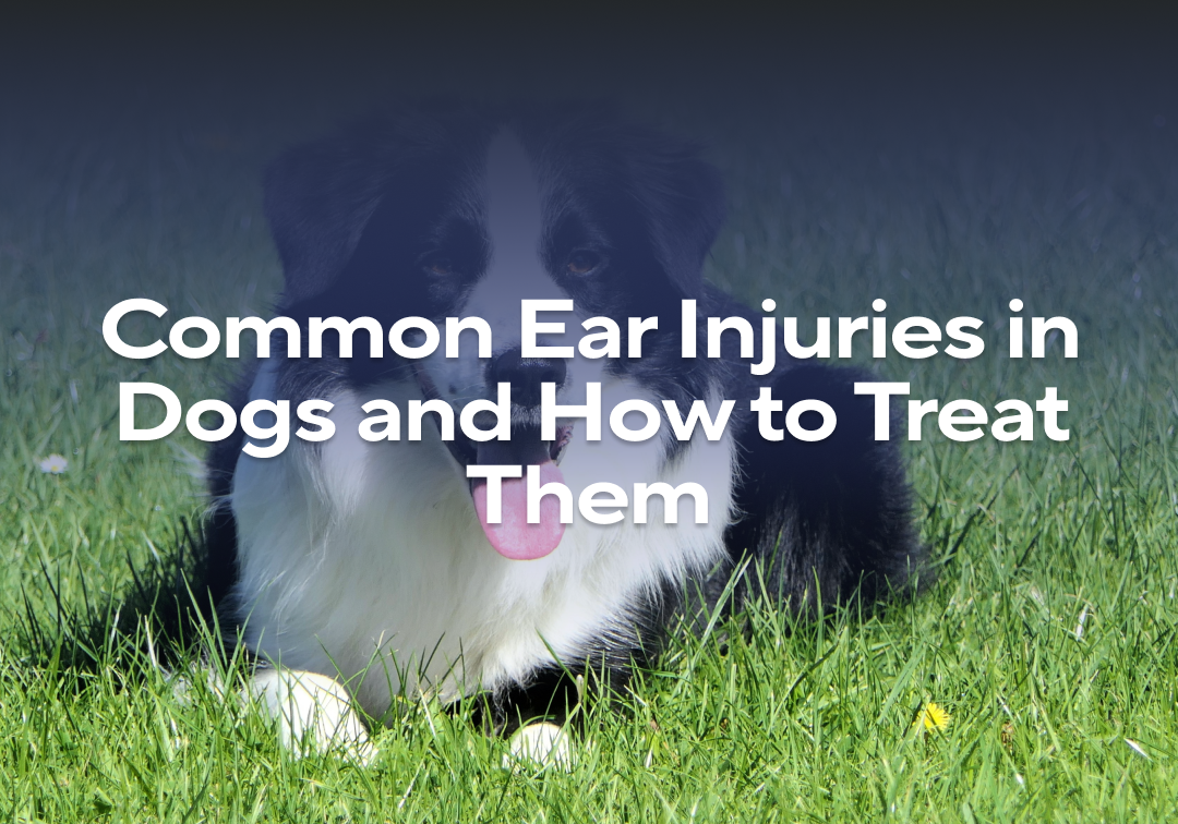 Common Ear Injuries in Dogs and How to Treat Them – Impact Dog Crates