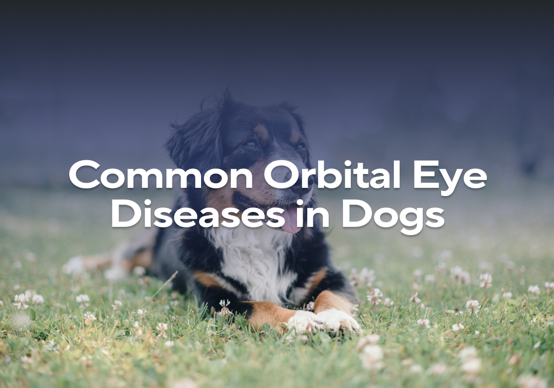 Common Orbital Eye Diseases in Dogs – Impact Dog Crates