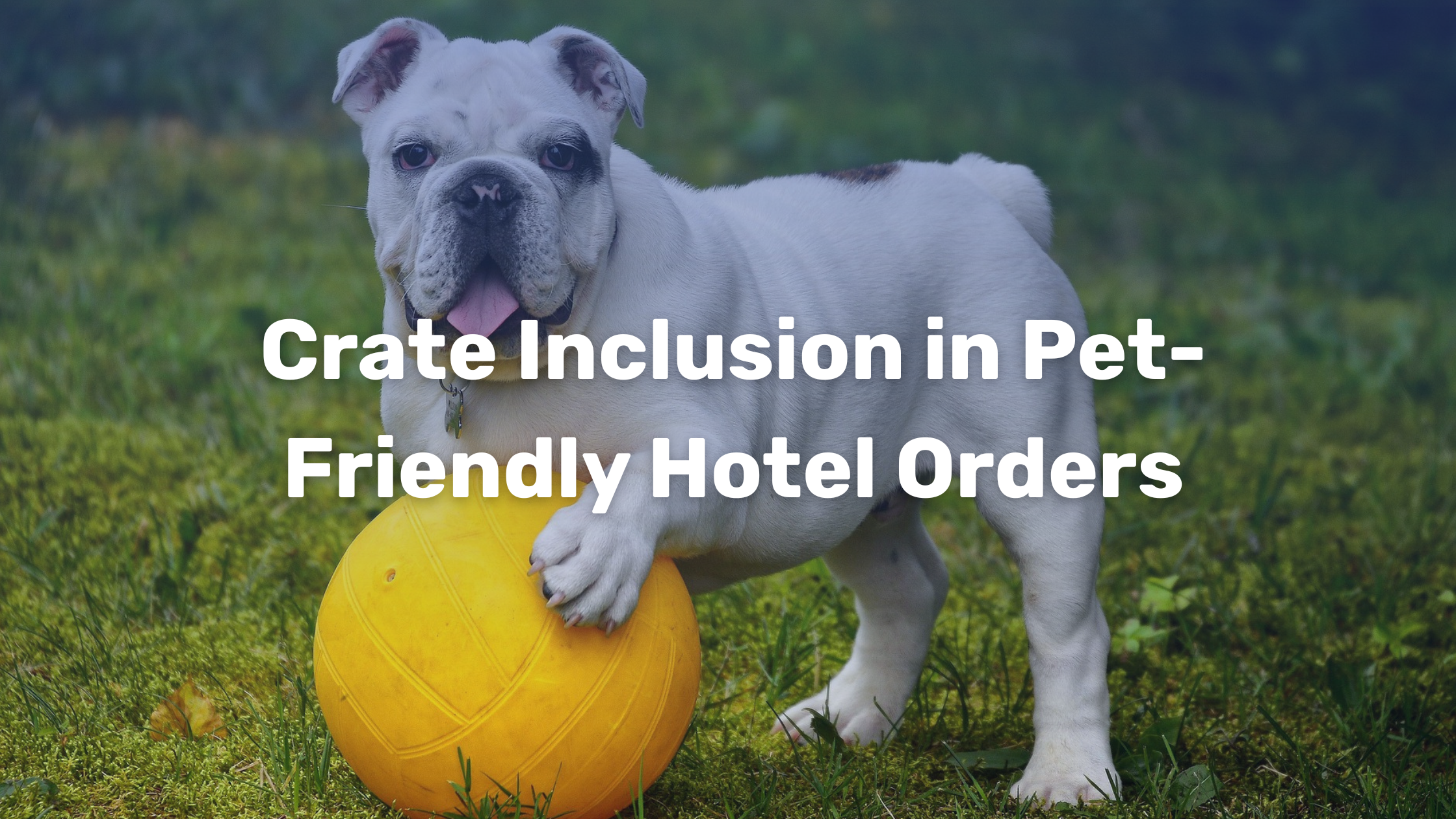 Crate Inclusion in Pet-Friendly Hotel Orders – Impact Dog Crates