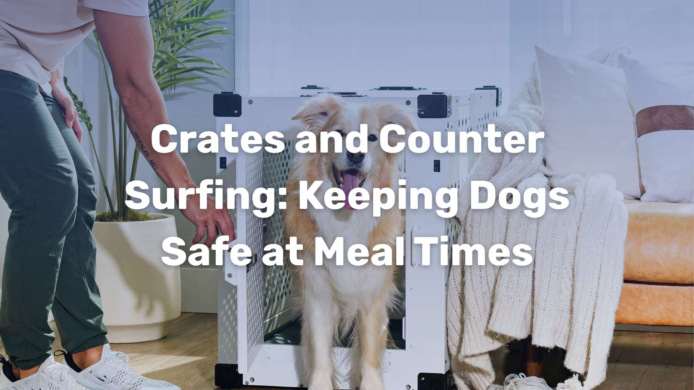 Crates and Counter Surfing: Keeping Dogs Safe at Meal Times – Impact ...
