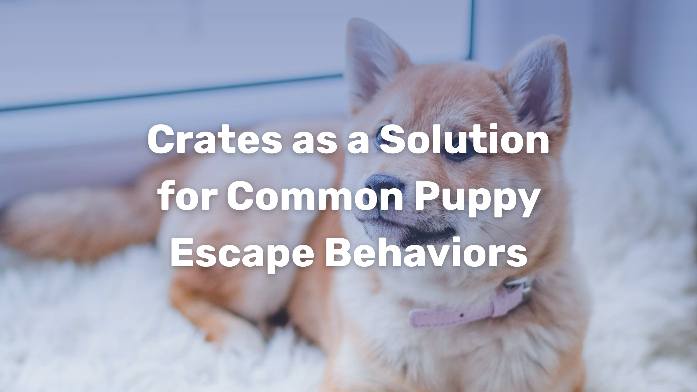 Crates as a Solution for Common Puppy Escape Behaviors – Impact Dog Crates