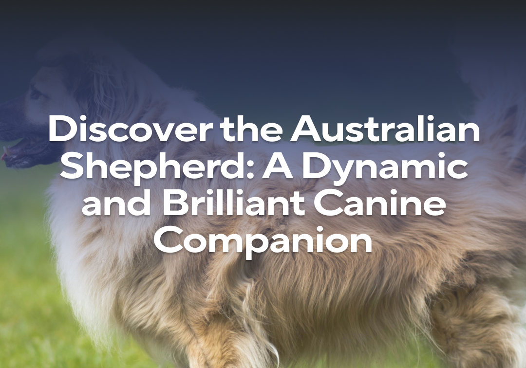 Discover the Australian Shepherd: A Dynamic and Brilliant Canine Compa ...