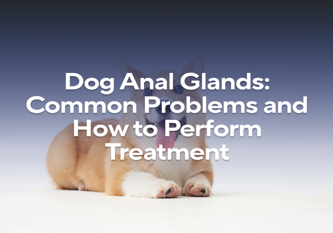 Dog Anal Glands: Common Problems and How To Perform Treatment? – Impact ...