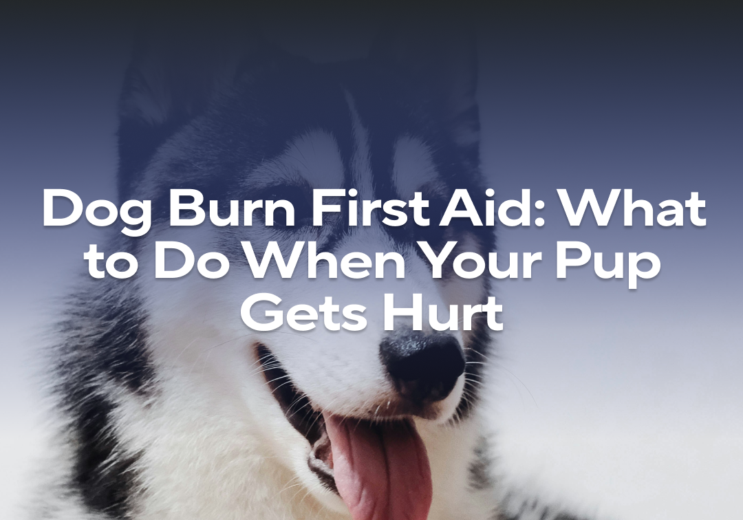 Dog Burn First Aid: What to Do When Your Pup Gets Hurt – Impact Dog Crates