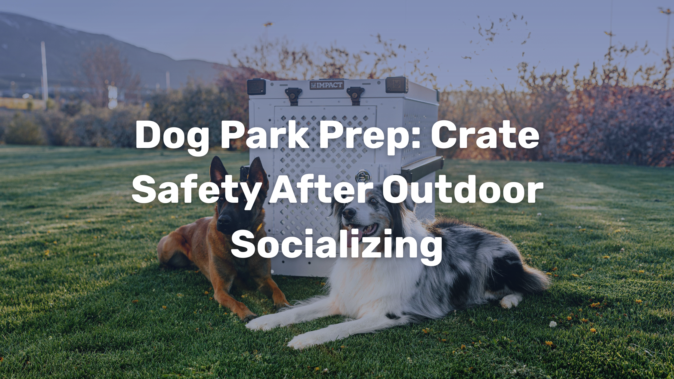 Dog Park Prep: Crate Safety After Outdoor Socializing – Impact Dog Crates