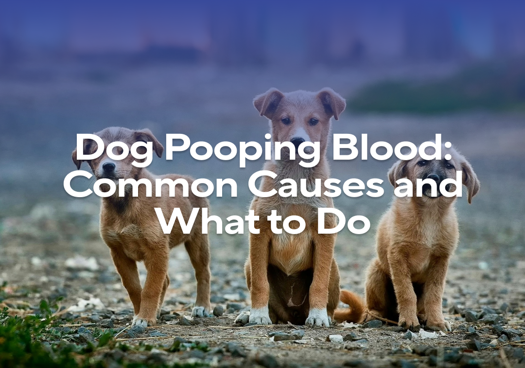 Dog Pooping Blood: Common Causes and What To Do – Impact Dog Crates