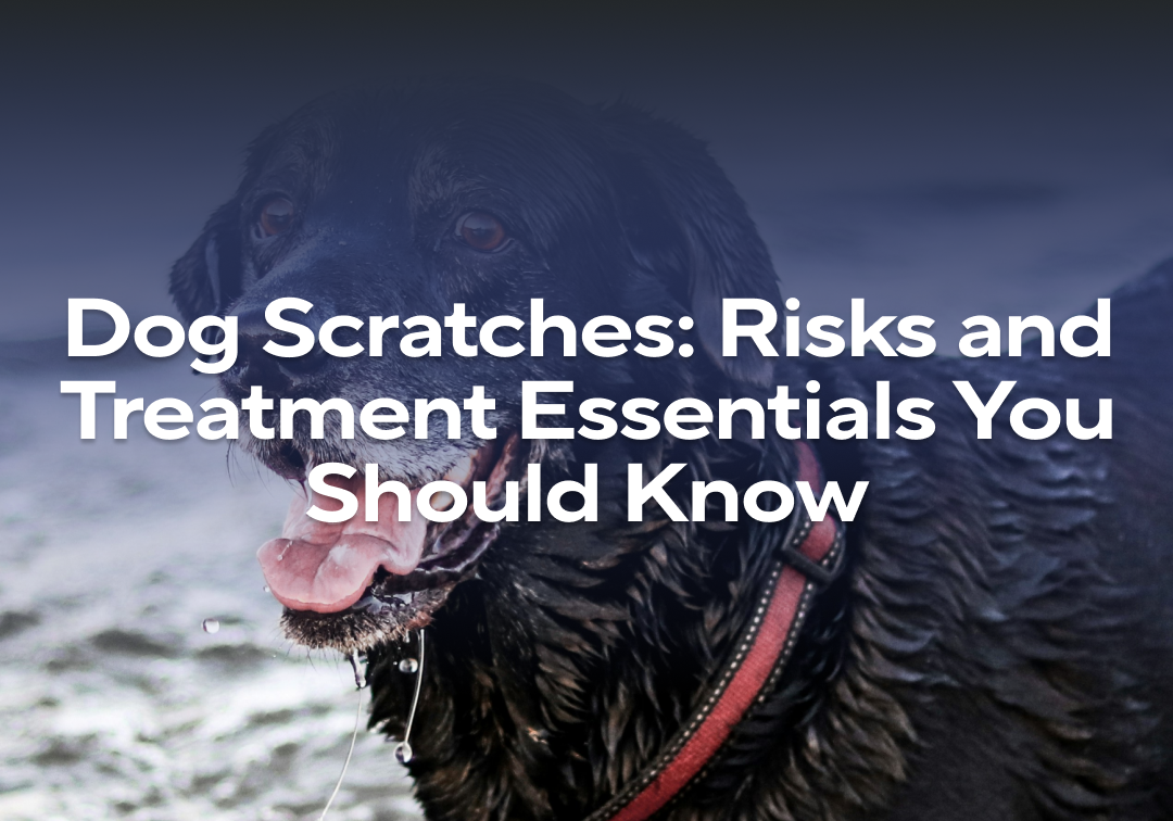 Dog Scratches: Risks and Treatment Essentials You Should Know – Impact ...