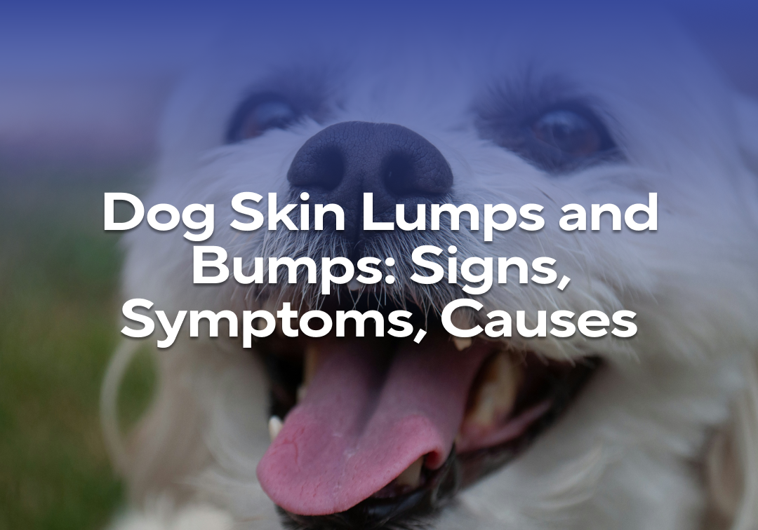 Dog Skin Lumps & Bumps: Signs, Symptoms, Causes – Impact Dog Crates