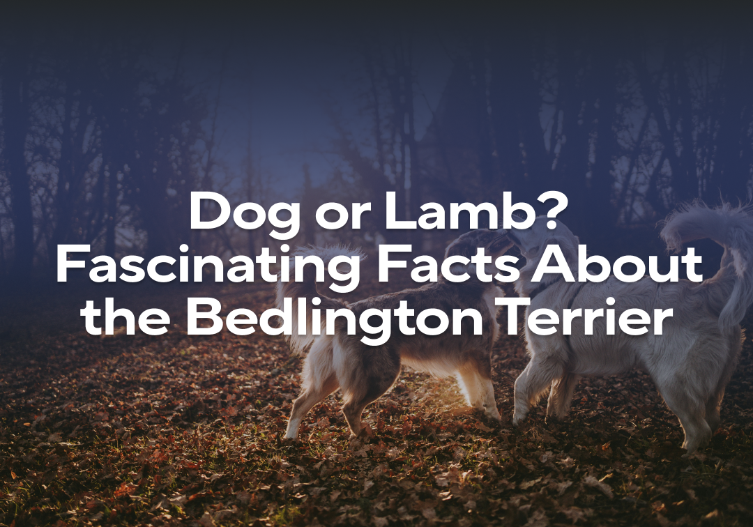 Dog or Lamb? Fascinating Facts About the Bedlington Terrier – Impact ...
