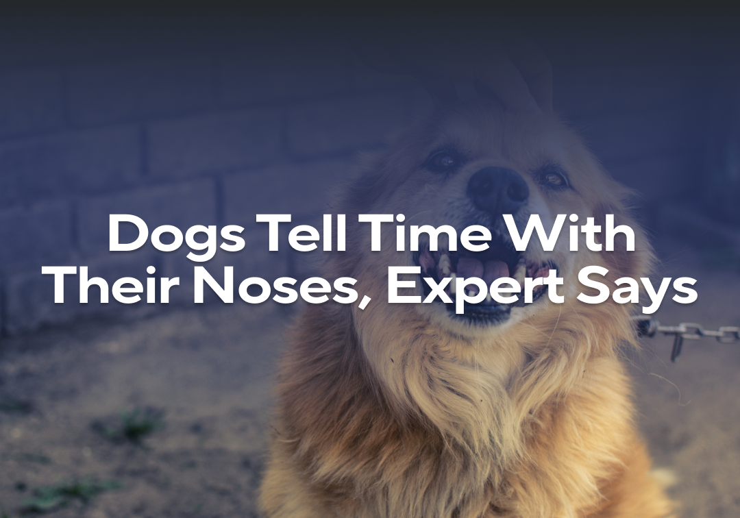 Dogs Tell Time With Their Noses, Expert Says – Impact Dog Crates