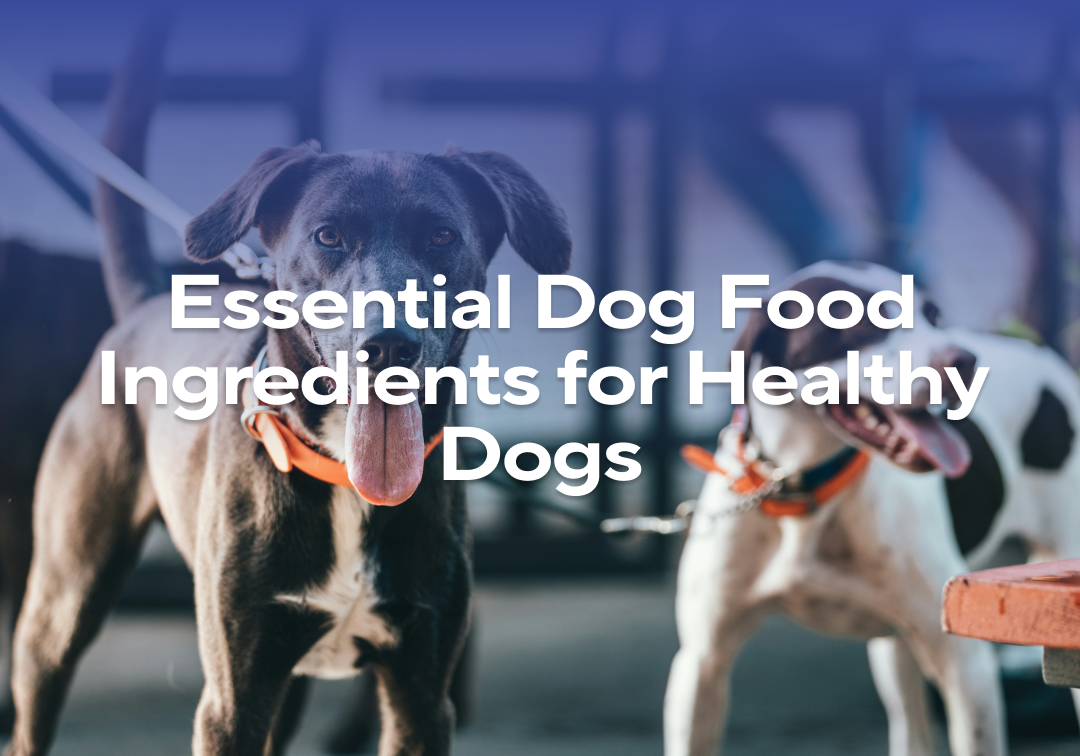 Essential Dog Food Ingredients for Healthy Dogs – Impact Dog Crates