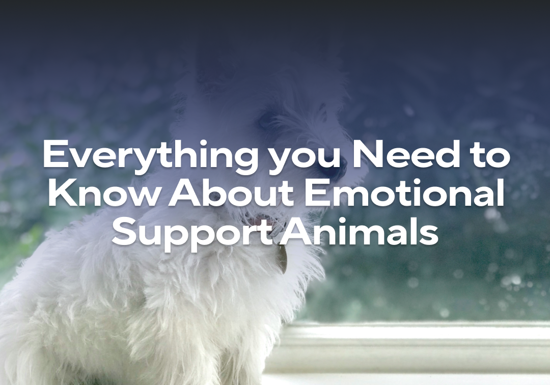 Everything You Need to Know About Emotional Support Animals – Impact ...