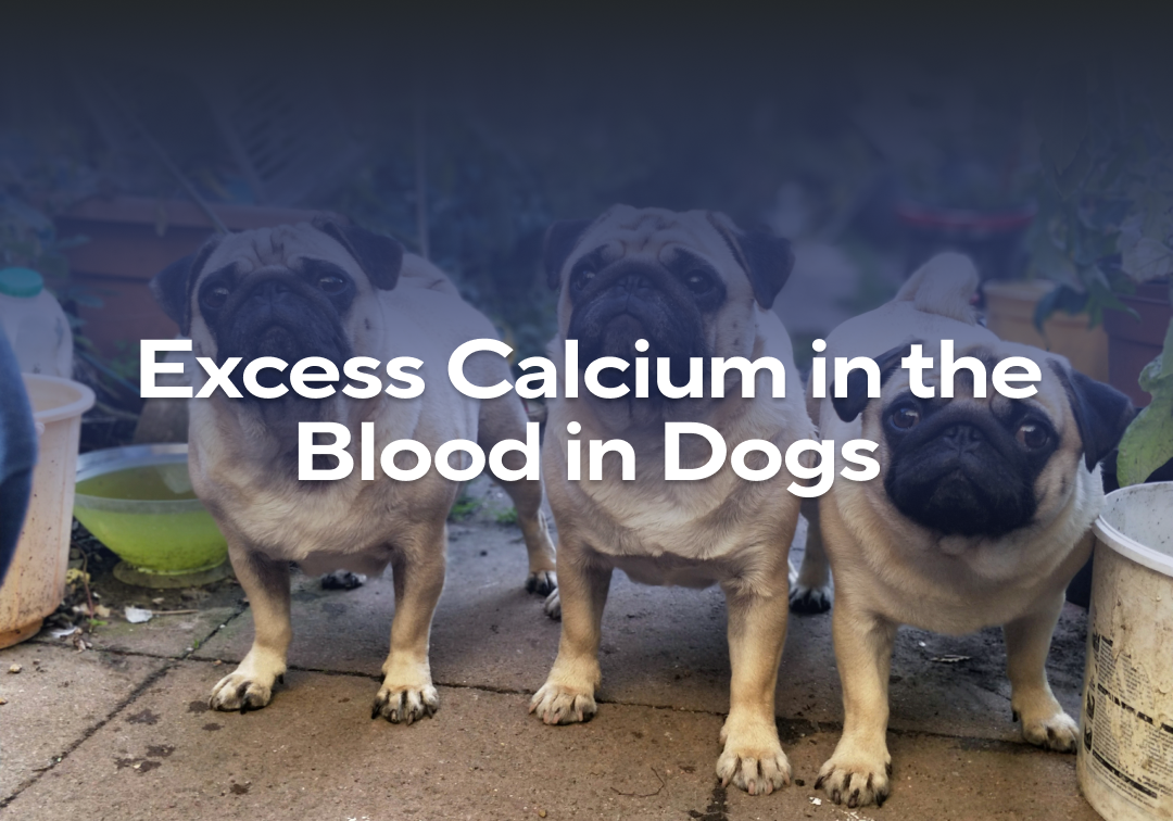 Excess Calcium in the Blood in Dogs – Impact Dog Crates
